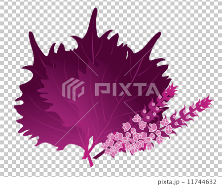 Shiso leaves - Stock Illustration [11744632] - PIXTA