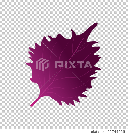 Shiso leaves - Stock Illustration [11744636] - PIXTA