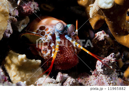 Mantis Lobster defending eggsの写真素材 [11965882] - PIXTA