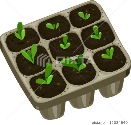 Seedling Trayのイラスト素材 [12024640] - PIXTA