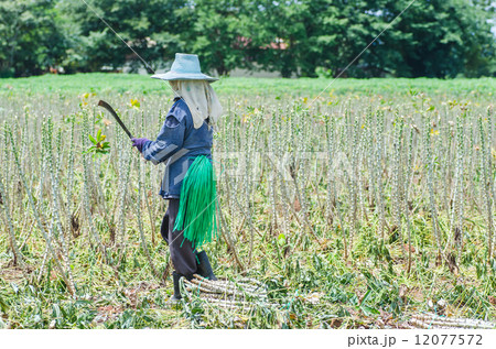 Farmer in cassava farm fieldの写真素材 [12077572] - PIXTA