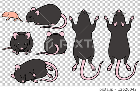 Mus musculus - set (black) - Stock Illustration [12620042] - PIXTA