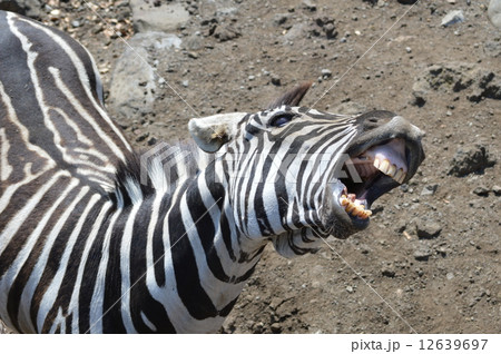 シマウマの写真素材 [12639697] - PIXTA