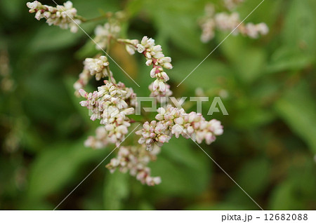 アイ アイタデ タデアイ 藍 藍蓼 蓼藍 Polygonum tinctoriumの写真素材 [12682088] - PIXTA