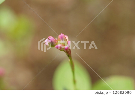 アイ アイタデ タデアイ 藍 藍蓼 蓼藍 Polygonum tinctoriumの写真素材 [12682090] - PIXTA
