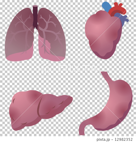 Illustration of unhealthy organs - Stock Illustration [12982352] - PIXTA