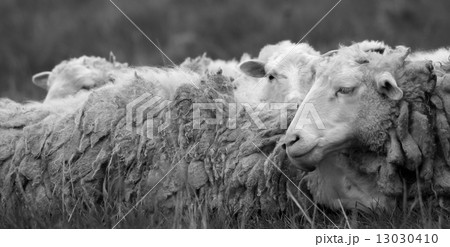 Sheep rest.の写真素材 [13030410] - PIXTA