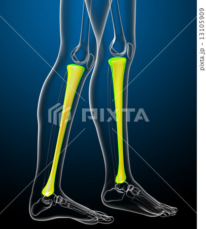 3d render medical illustration of the tibia boneのイラスト素材 [13105909] - PIXTA