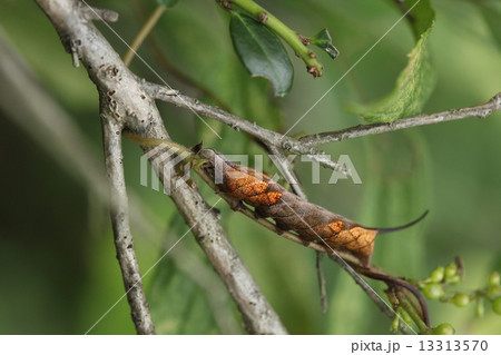 生き物 昆虫 ホシヒメホウジャク、橙色の幼虫です。丸まった枯葉のようで、尻尾の刺が葉柄に見えますの写真素材 [13313570] - PIXTA