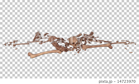skeleton - Stock Illustration [14723970] - PIXTA