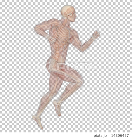 human body - Stock Illustration [14806427] - PIXTA