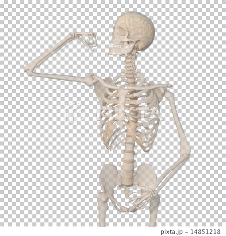 skeleton - Stock Illustration [14851218] - PIXTA