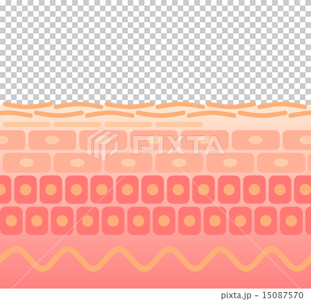 Skin cells - Stock Illustration [15087570] - PIXTA