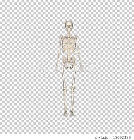 Human body specimen Skeleton standing pose... - Stock Illustration ...