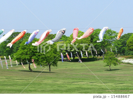 鯉のぼりの写真素材 [15488667] - PIXTA