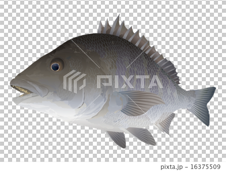Kurodai - Stock Illustration [16375509] - PIXTA