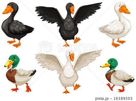 Ducksのイラスト素材 [16389503] - PIXTA