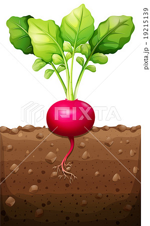 Red radish with roots undergroundのイラスト素材 [19215139] - PIXTA