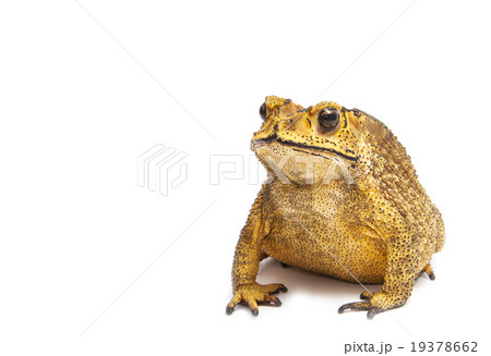 Toad Isolatedの写真素材 [19378662] - PIXTA
