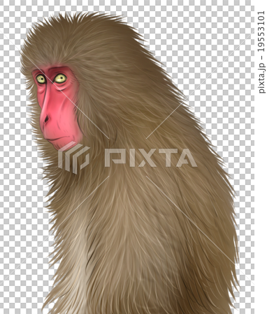 Illustration of a real Japanese monkey (eyebrows) - Stock Illustration ...