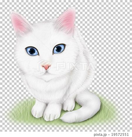 Realistic white cat illustration - Stock Illustration [19572551] - PIXTA