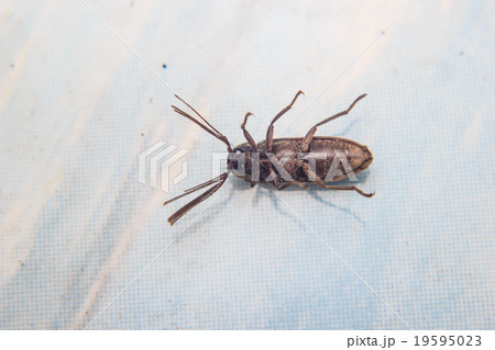 close up insect deadの写真素材 [19595023] - PIXTA