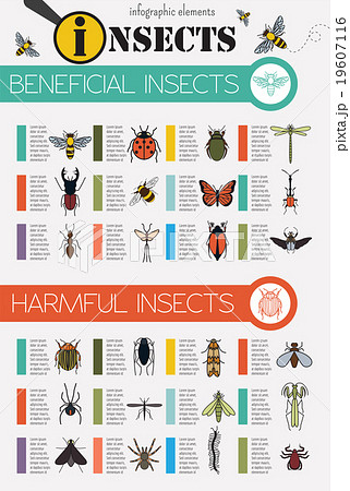 Insects infographic templateのイラスト素材 [19607116] - PIXTA
