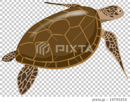 Image illustration of sea turtle (sideways) - Stock Illustration ...