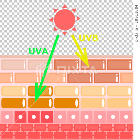 UV and skin - Stock Illustration [19911684] - PIXTA