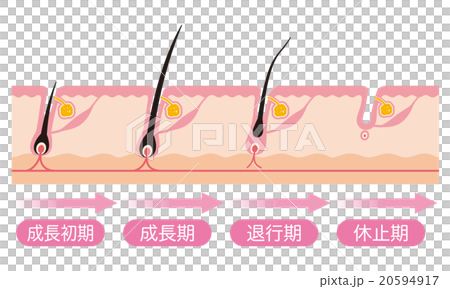 Hair hair cycle cycle - Stock Illustration [20594917] - PIXTA