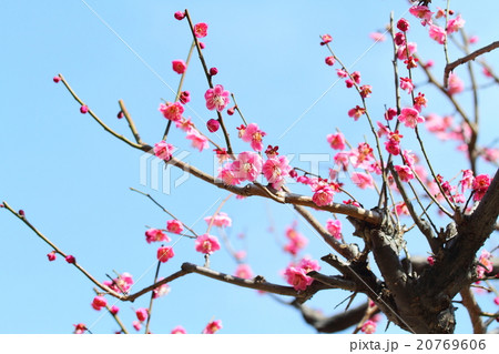 ウメの花の写真素材 [20769606] - PIXTA