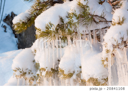Beautiful icicle ice formation on small treeの写真素材 [20841108] - PIXTA