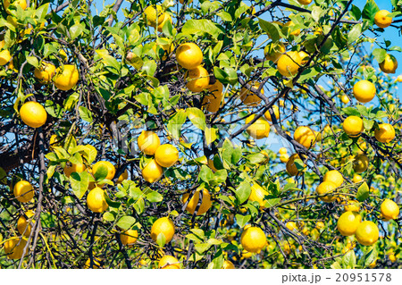 lemon tree closeupの写真素材 [20951578] - PIXTA