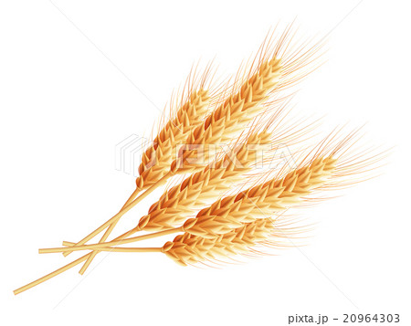 Wheat ears isolated on white background. EPS 10のイラスト素材 [20964303] - PIXTA