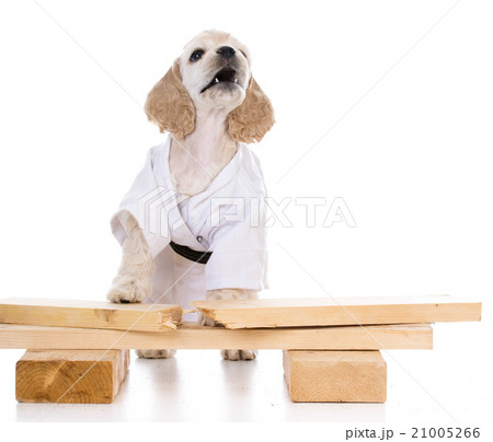 kung fu dogの写真素材 [21005266] - PIXTA