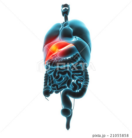 liver organ painのイラスト素材 [21055858] - PIXTA