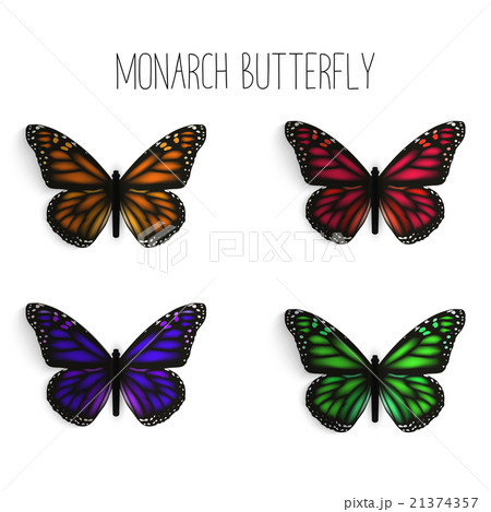 Realistic Monarch Butterfly Drawing