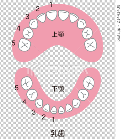 Tooth row of teeth - Stock Illustration [21443439] - PIXTA