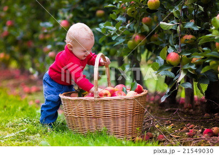 Cute baby boy picking fresh apples from treeの写真素材 [21549030] - PIXTA