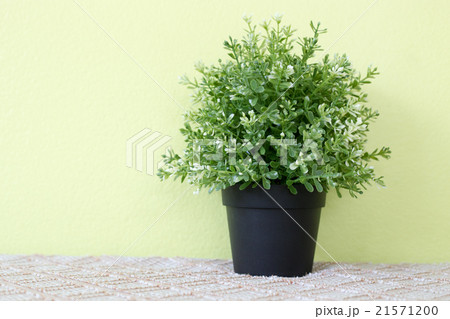 Artificial Potted Plants on green wallの写真素材 [21571200] - PIXTA