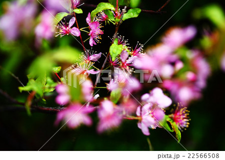 満開のニワウメの花の写真素材 [22566508] - PIXTA