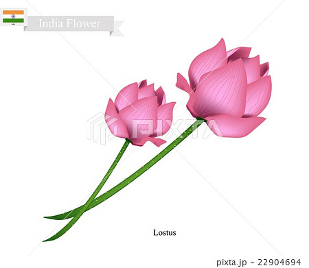 Indian Lotus Flower Drawing