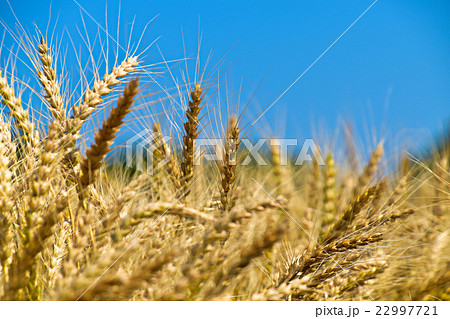 青空と収穫まじかの黄金色の小麦の写真素材 [22997721] - PIXTA