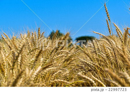 青空と収穫まじかの黄金色の小麦の写真素材 [22997723] - PIXTA