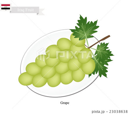 Ripe Grape, A Popular Fruit in Iraqのイラスト素材 [23038638] - PIXTA