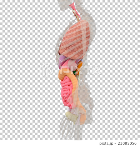 Human body specimen Female skeleton and viscera... - Stock Illustration ...