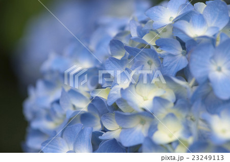 アジサイの写真素材 [23249113] - PIXTA