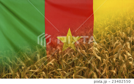 Cameroon Nutrition Concept Corn field with Flagの写真素材 [23402550] - PIXTA