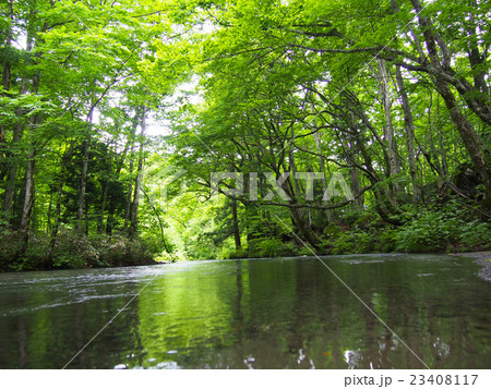 奥入瀬渓流③の写真素材 [23408117] - PIXTA