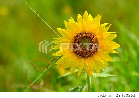 満開のひまわりのクローズアップの写真素材 [23460553] - PIXTA